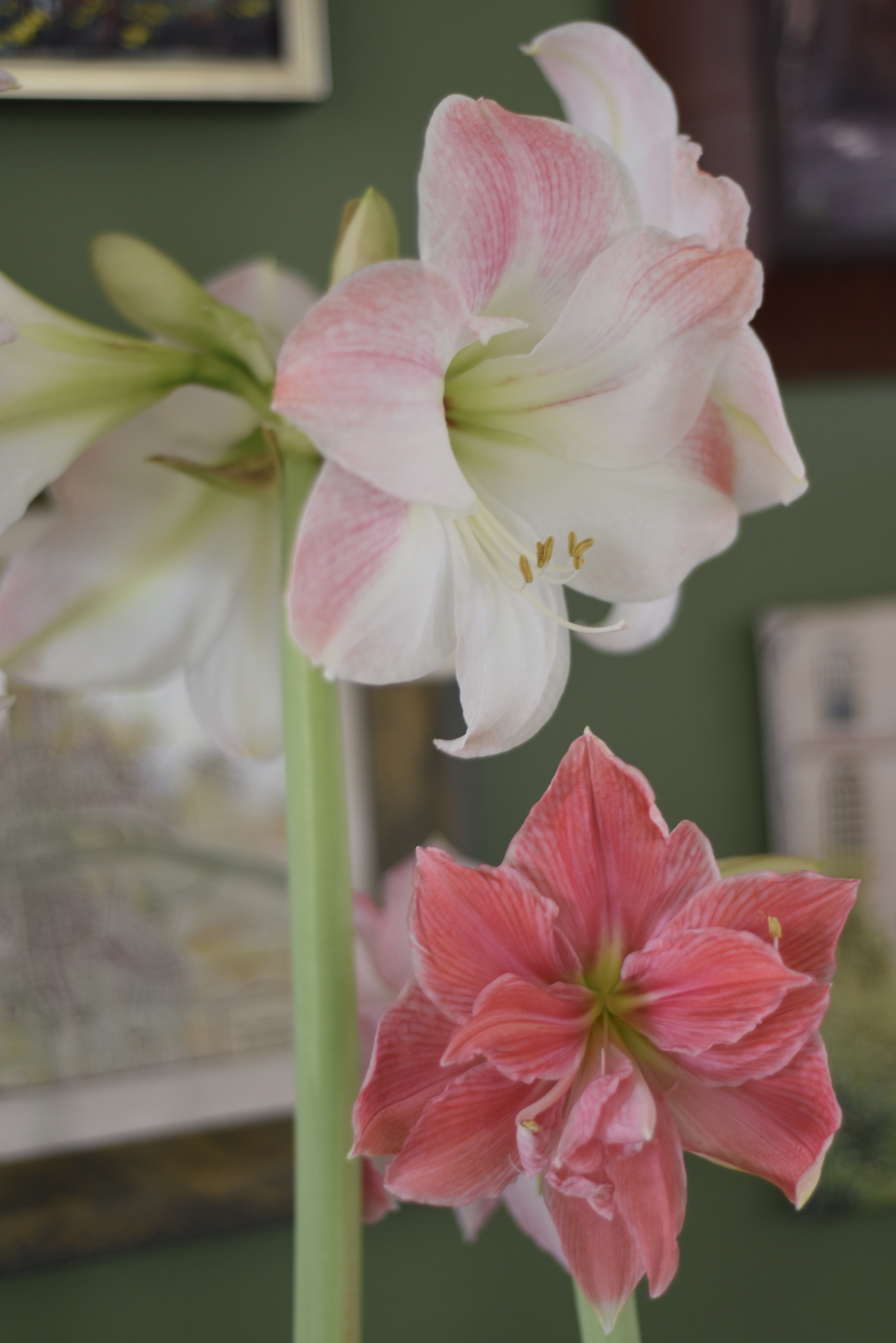 Flowers In January | The Flower Frog