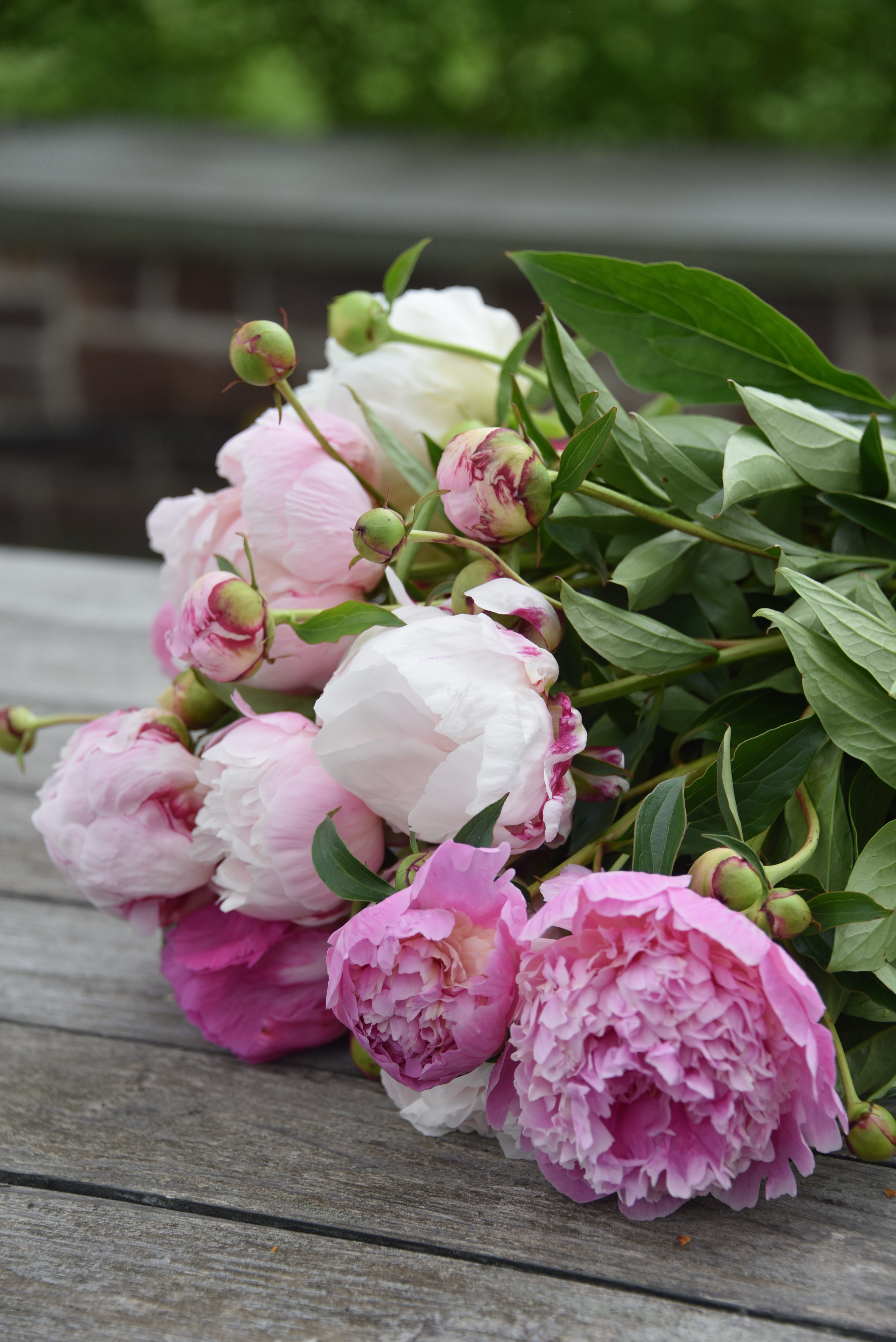 Peony Simple Syrup | The Flower Frog
