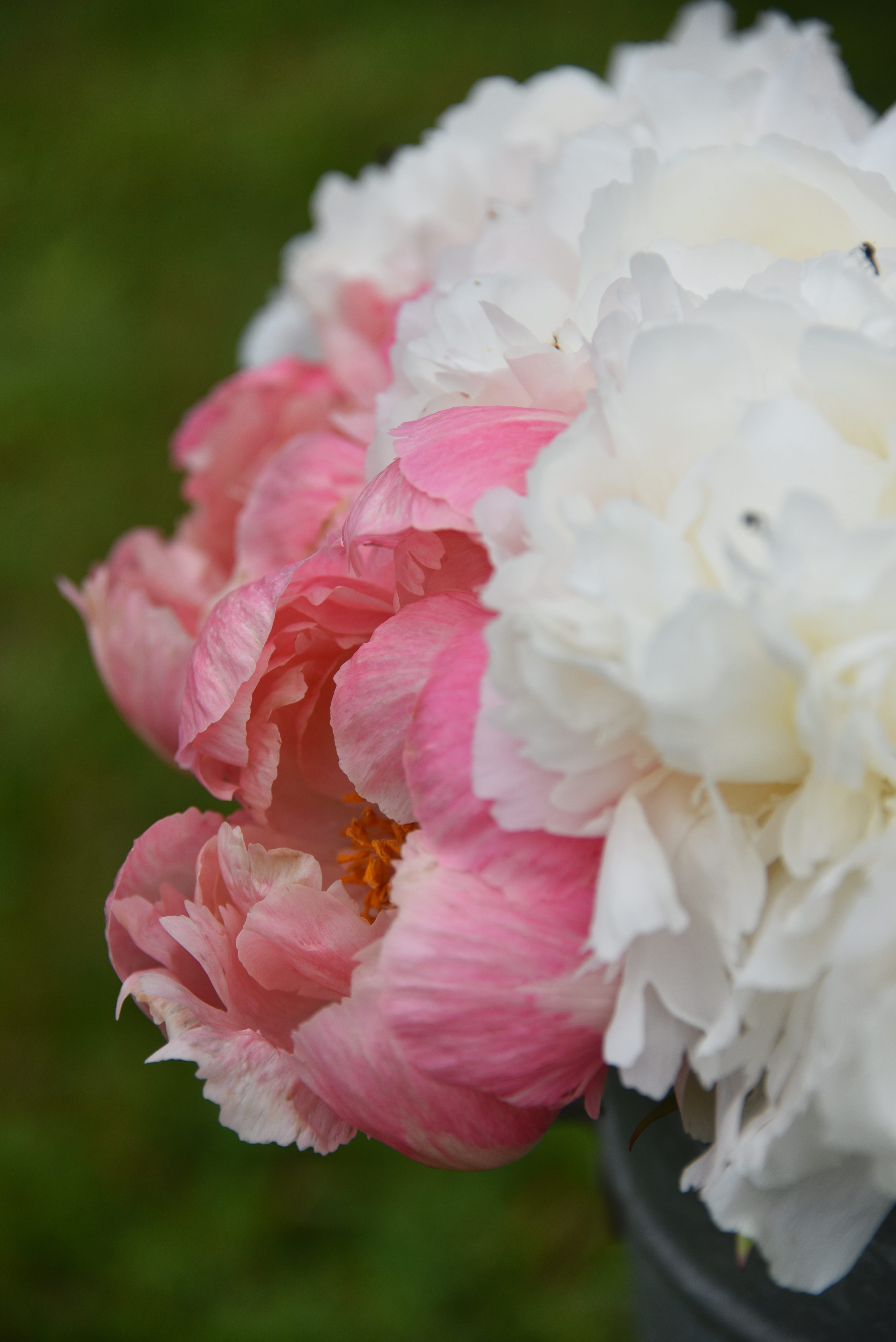 Peony Simple Syrup | The Flower Frog