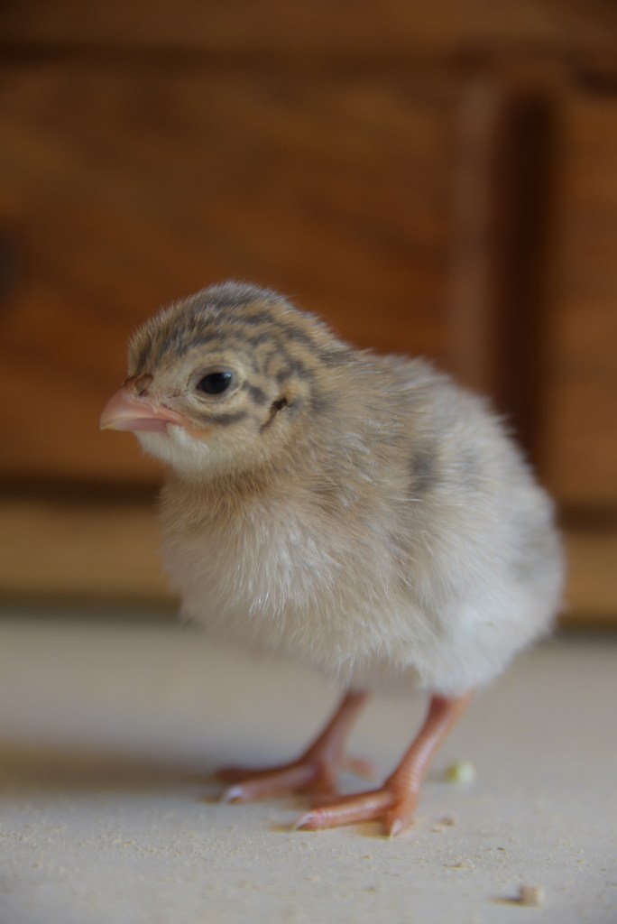 Guinea Fowl | The Flower Frog