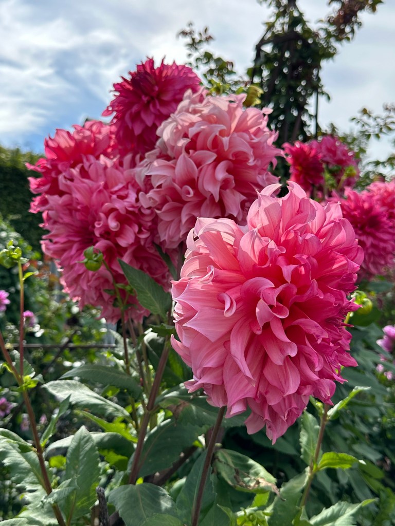 A Tour of Clove Brook Farm | The Flower Frog